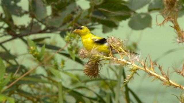 Iowa's state bird enjoying the fall