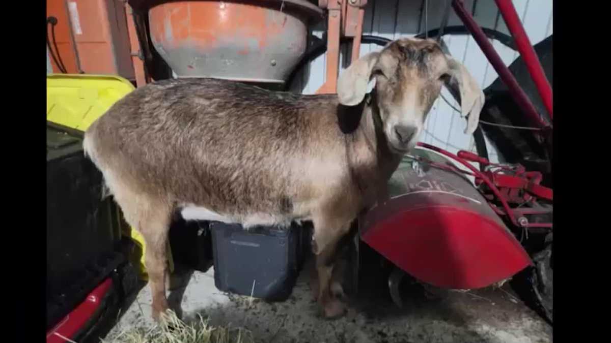 VIDEO: Fugitive the goat leads police on Ohio highway chase
