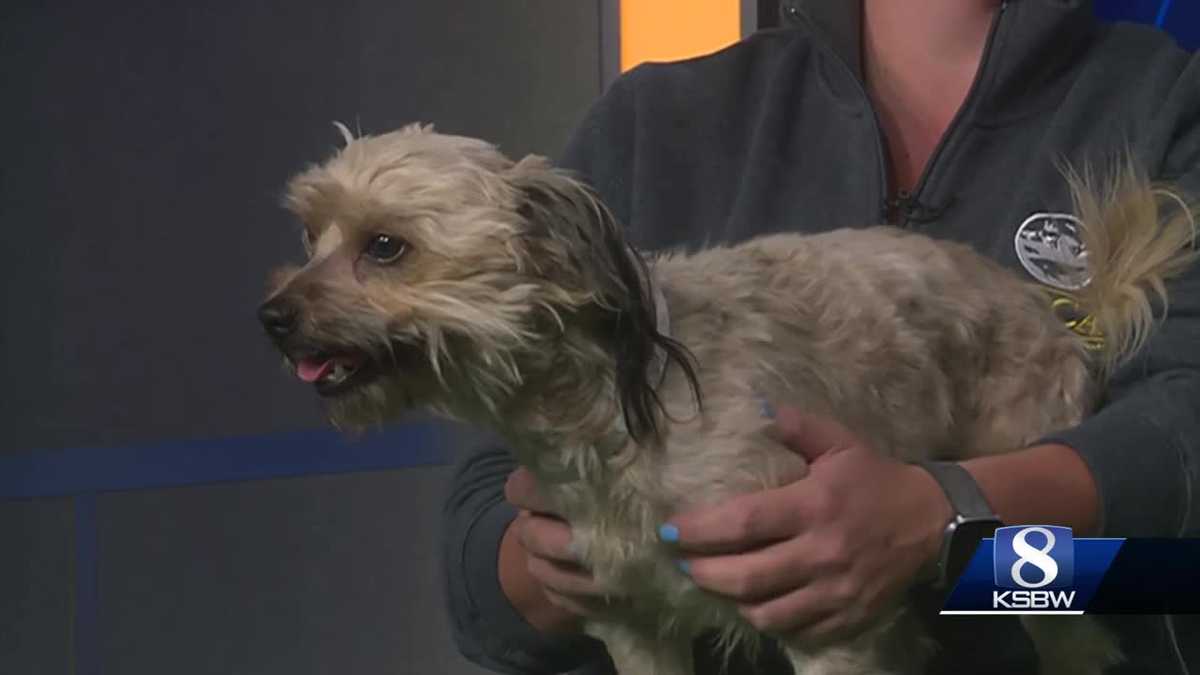 Pet of the Week: Jock