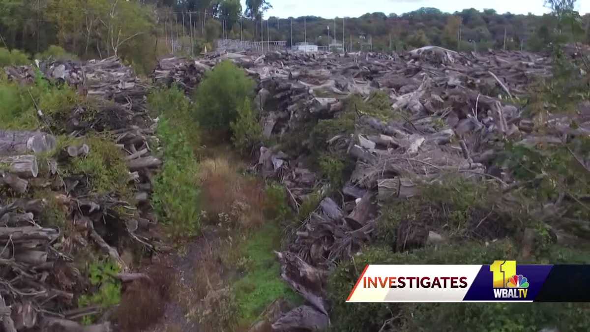 Professor: 2024 wood burial project at Camp Small ran into delays