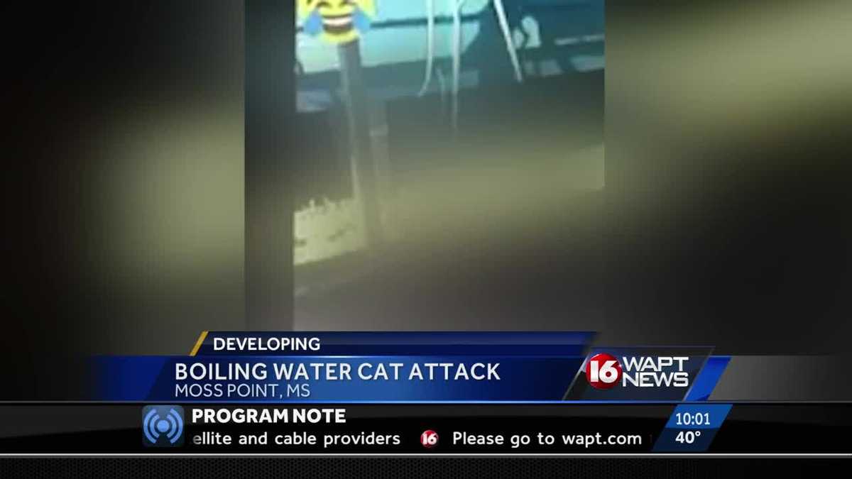 Boiling water cat attack