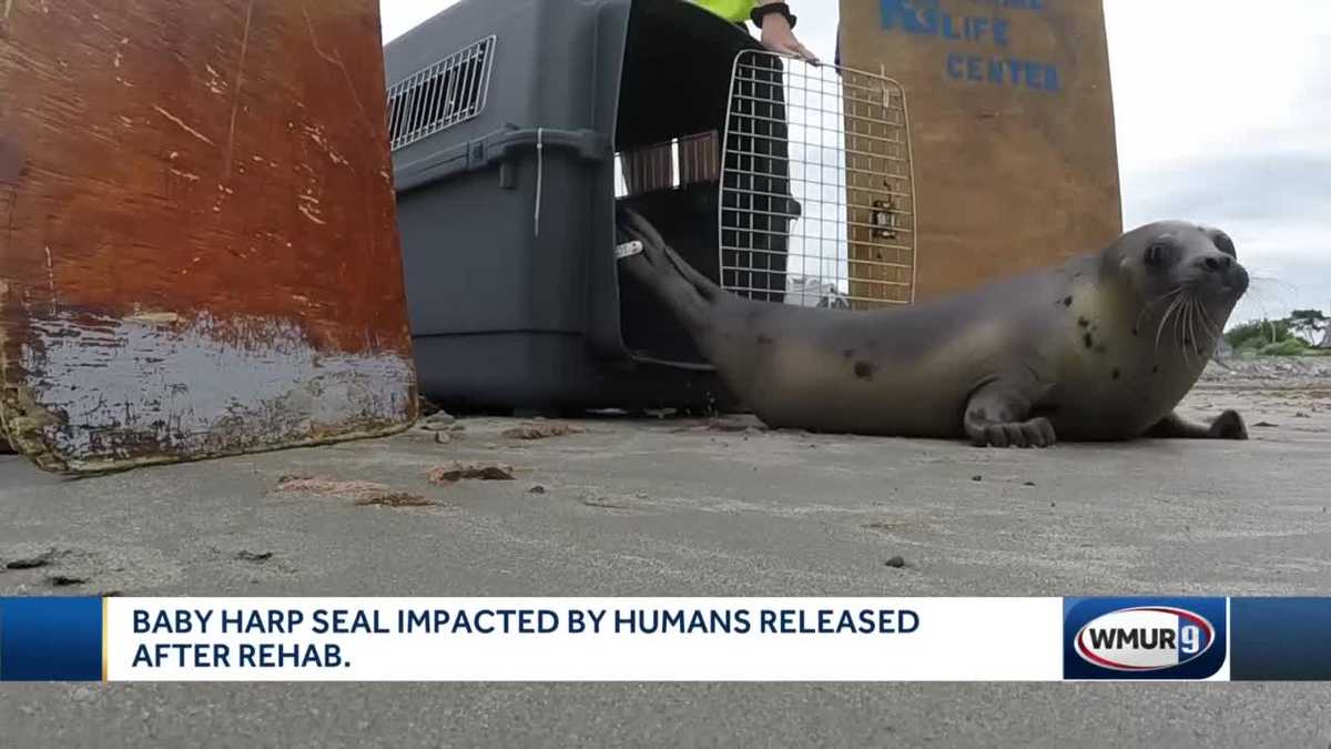 Harp seal released on Rye beach after rehabilitation