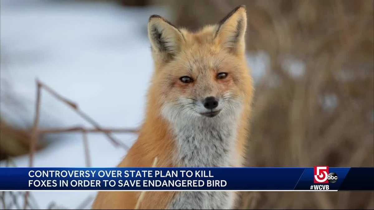 Fox killing to protect plovers on Duxbury beach sparks anger