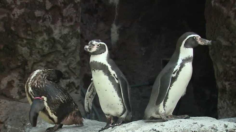 Penguin display reopens at Milwaukee County Zoo