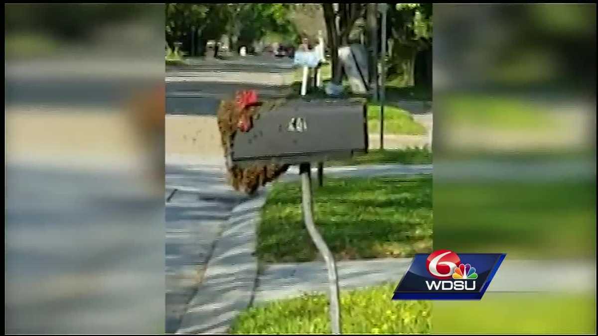 Friday Overnight: Mailman delivers rain or shine, but what when there ...