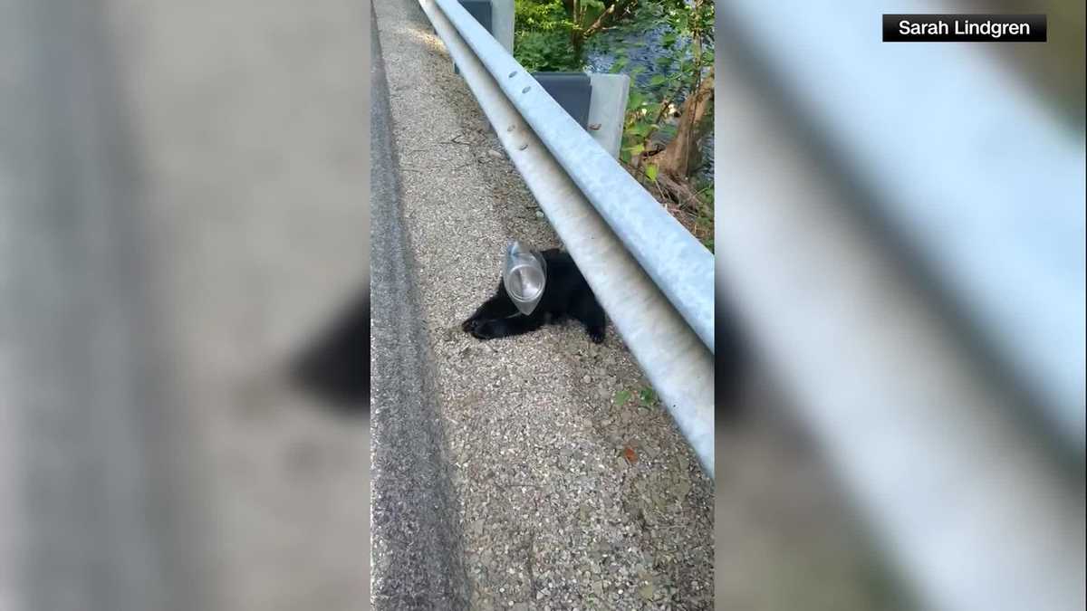 Woman helps a bear cub stuck with its head stuck in a plastic jar