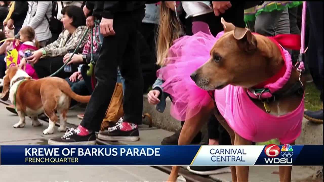 Barkus impacted by Super Bowl, French Quarter construction — Here’s the ...
