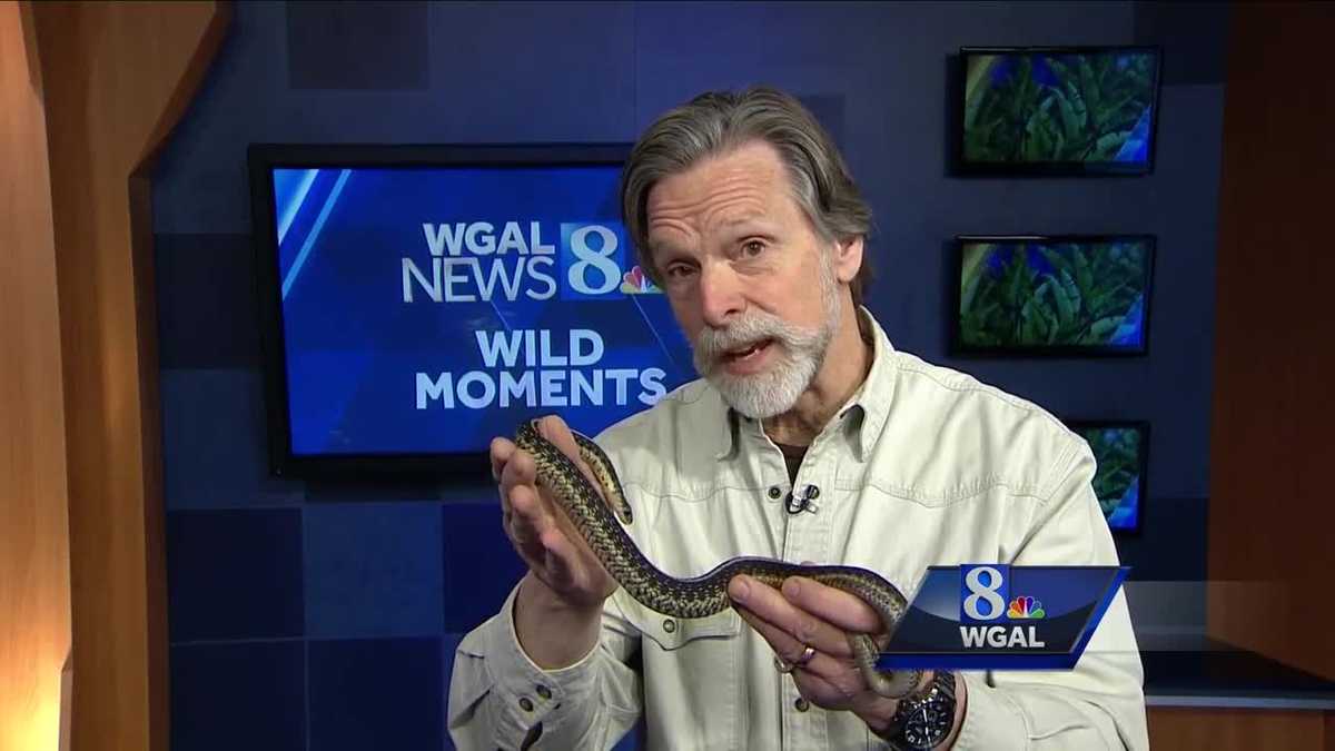 Wild Moments: As springs approaches - snakes may too!