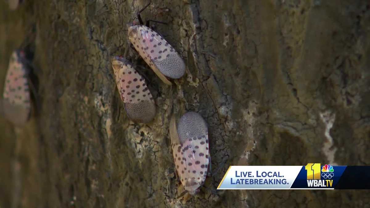 Experts give tips for protecting plants from spotted lanternflies