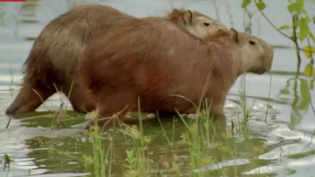 Dog-Sized Rodents 'Capybaras' Invade Florida