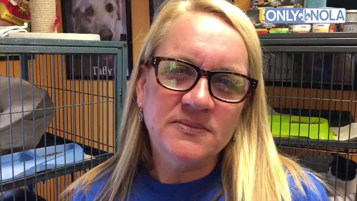 Zeus' Place provides pet safety tips for heat