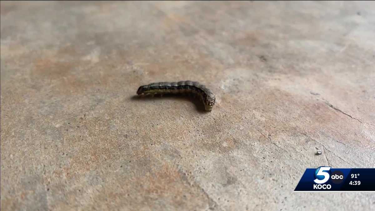 Army worms invade Oklahoma lawns, causing widespread damage