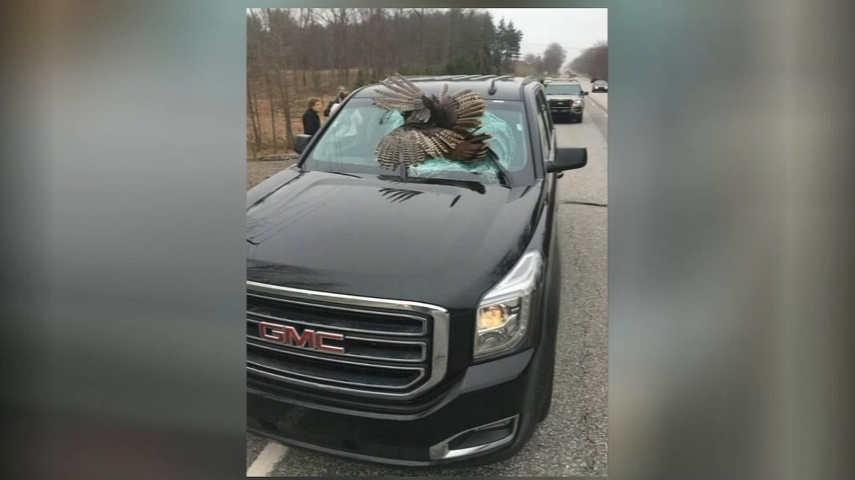 WATCH OUT: 30-pound turkey crashes through car windshield
