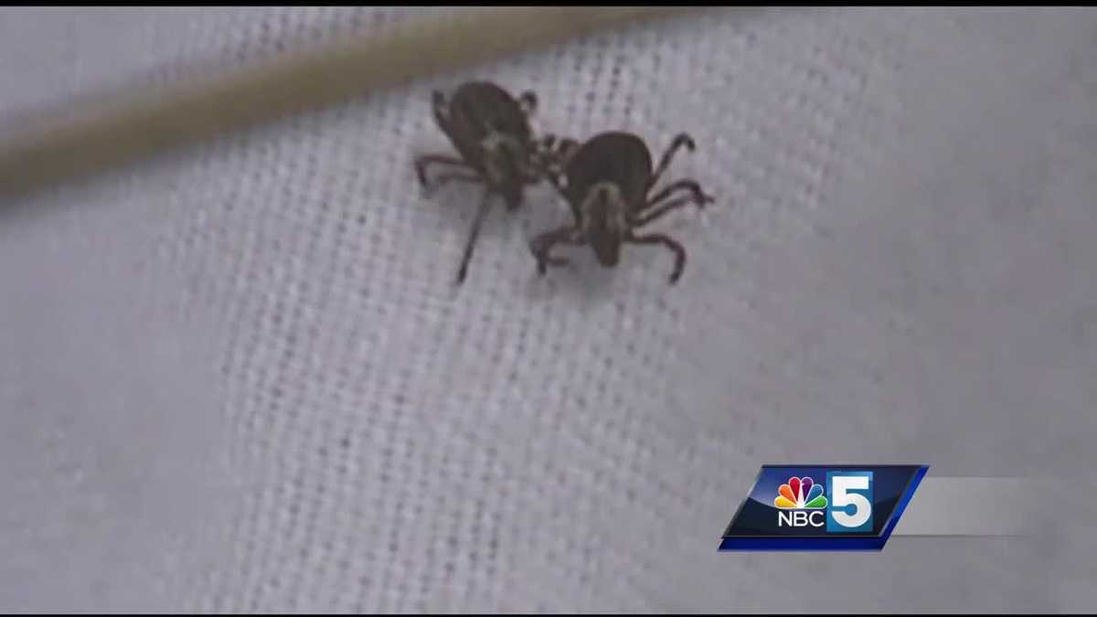 Experts offer precautions as tick season begins