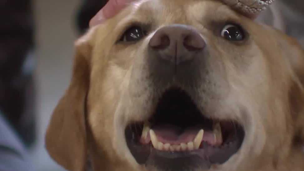 Omaha Fire Department adds a new arson dog to its team