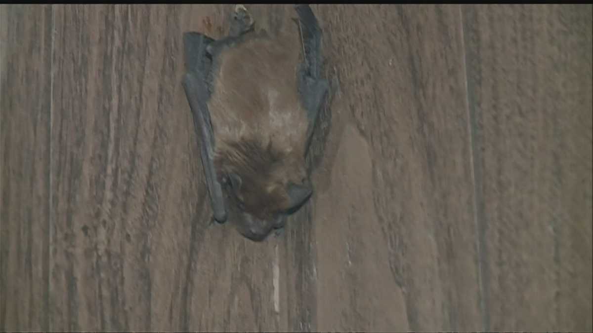 Bats cause ruckus for dozens of metro homeowners