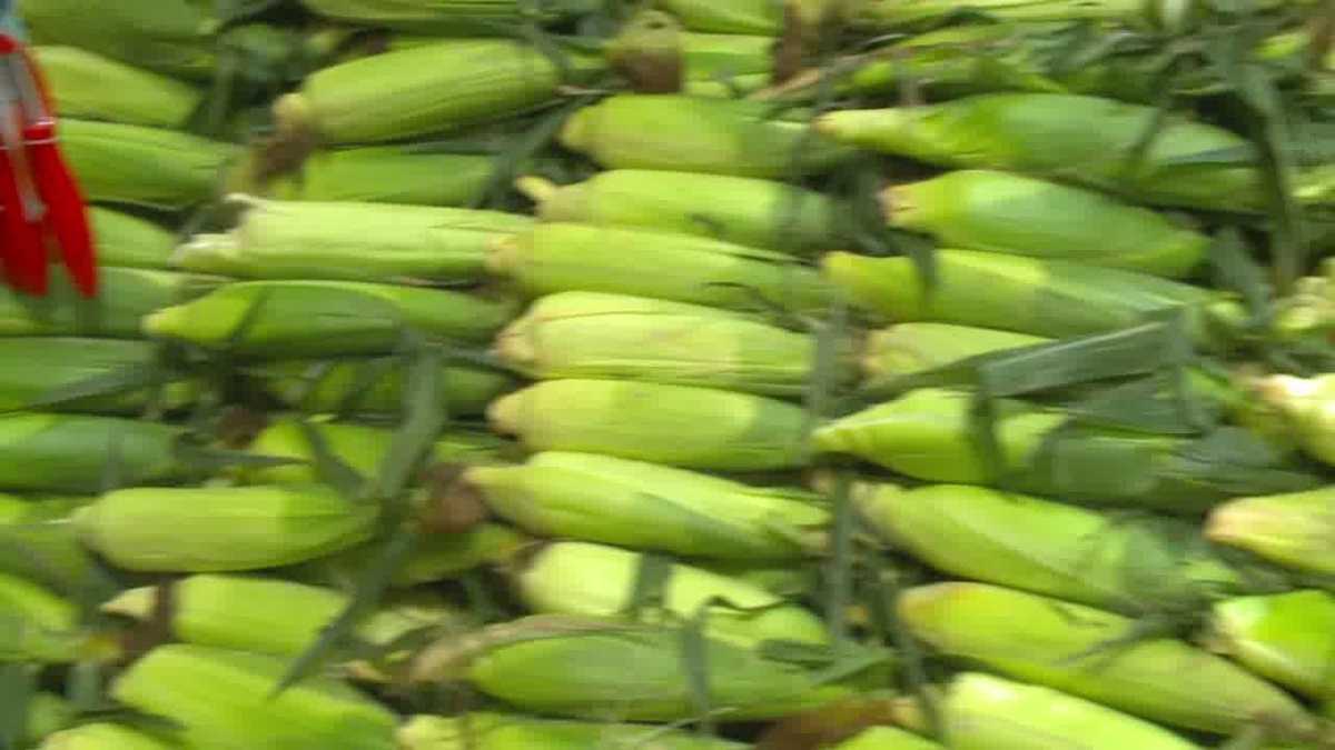 Sweet corn wars: colorful stands taking over street corners