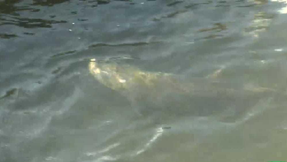 Egg taking for salmon season underway at Nimbus Fish Hatchery