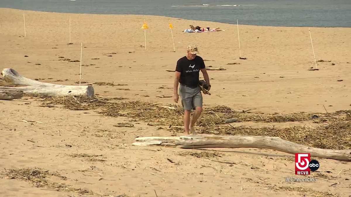 Plum Island local turns driftwood into aquatic art