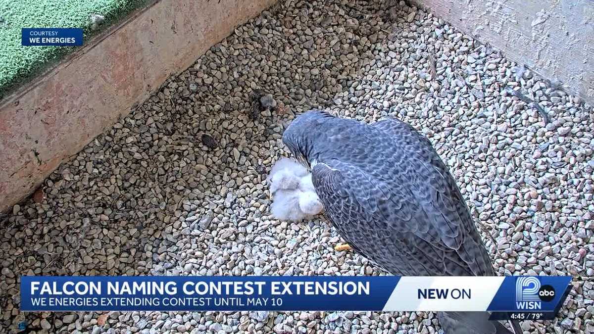 Mark 'Birden' or Diana 'Flewtierrez'? WE Energies extends peregrine ...
