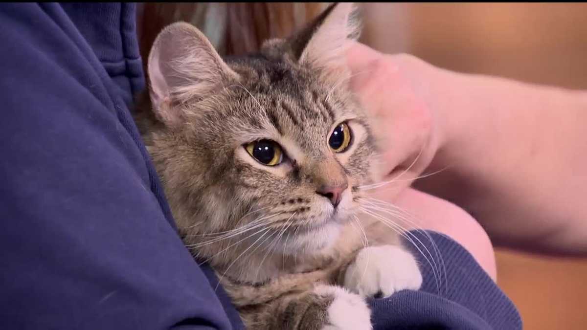 Maryland SPCA encourages pet adoptions across Maryland