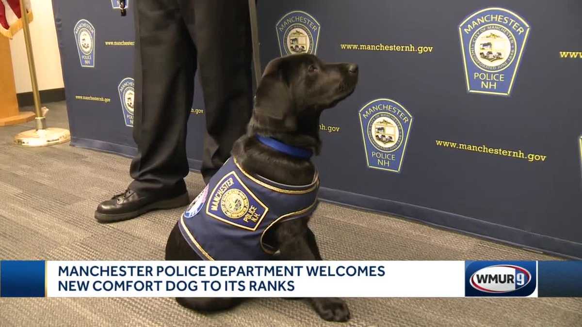Comfort dog welcomed into Manchester Police Department