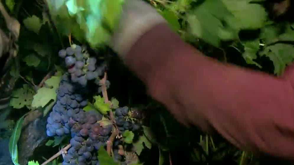 NorCal heat wave creates uncommon site for grape harvesting