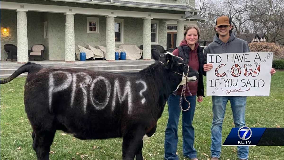 Iowa teenager uses cow to ask her boyfriend to prom