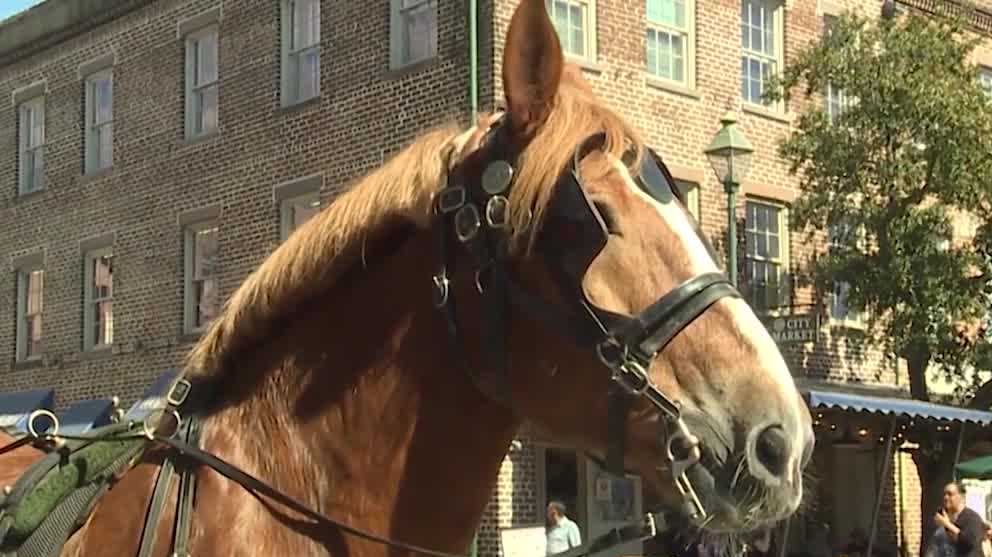 Savannah: When are the downtown carriage rides stopped for heat?