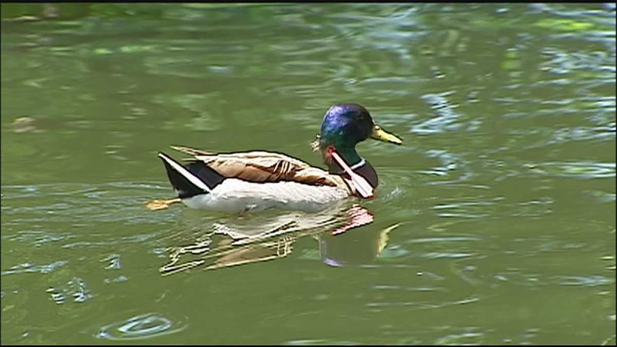 Revamped effort underway to rescue wounded duck in Missouri