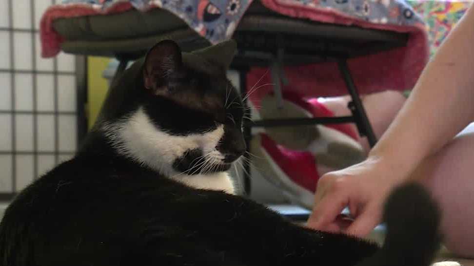 The Meow Lounge: Maine's first cat café opens in Westbrook