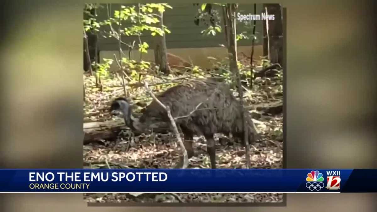 County officials locate emu on the loose, creates plan to capture him