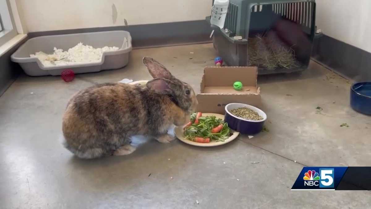 Pet Connection: Jan. 5, 2023