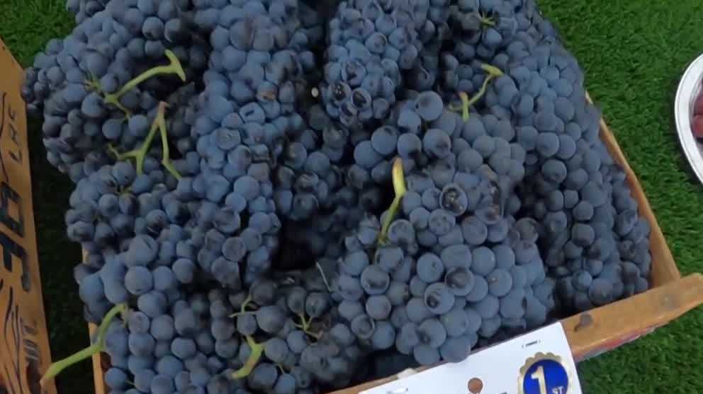 Lodi Grape Festival returns after year off due to pandemic