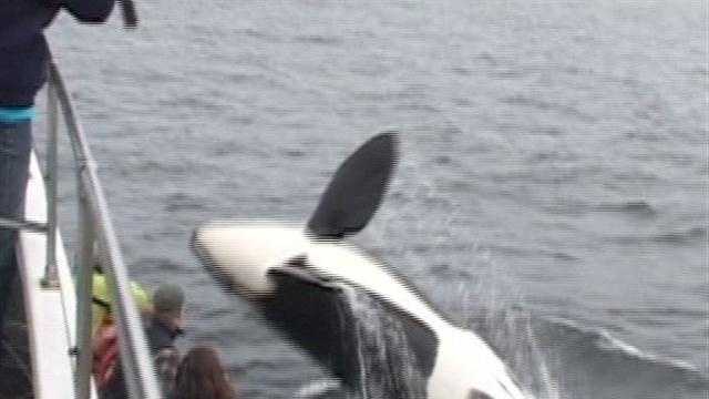 Monterey Bay teeming with whales