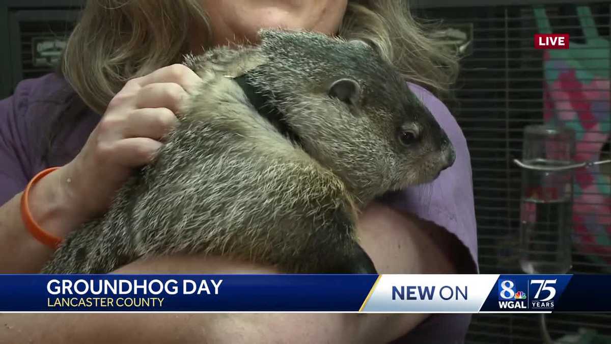 Meet South-Central PA's newest groundhog - Elliot!