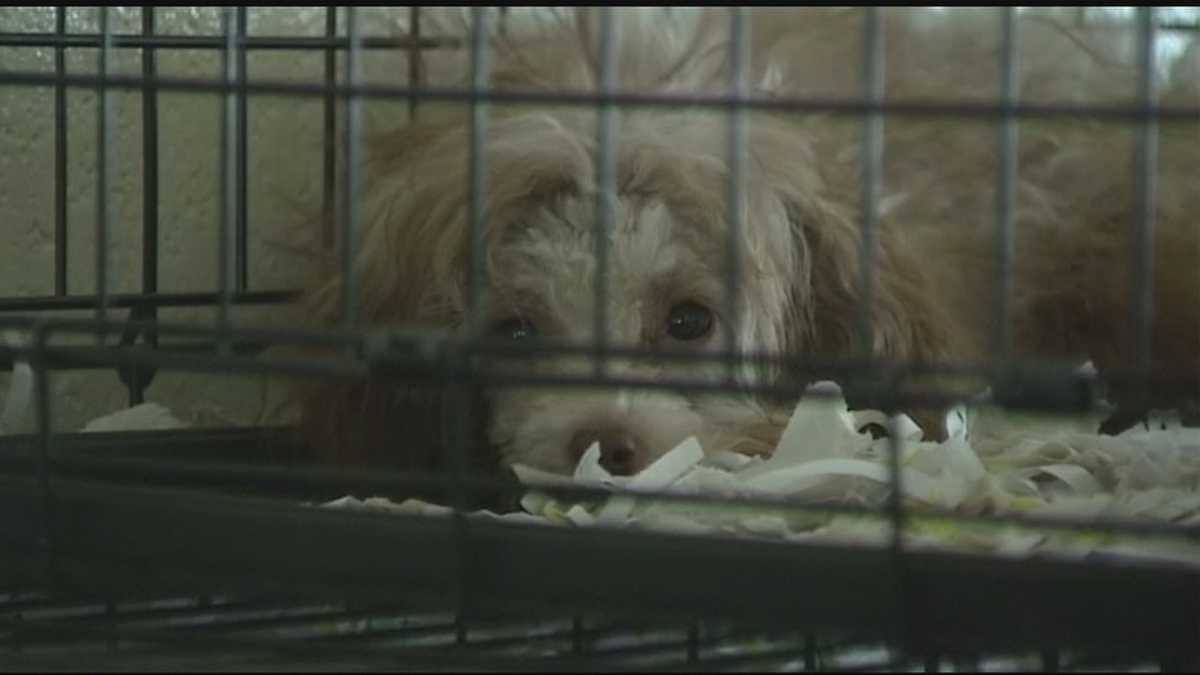 Suspected puppy mill owner charged with mistreating animals