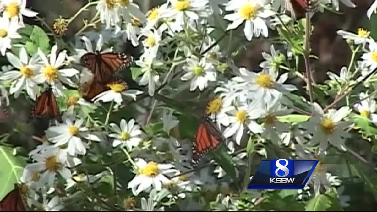 Migrating monarch butterflies return to Pacific Grove