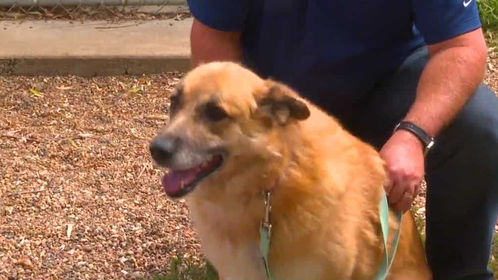 Humane Society of Lucas County to close