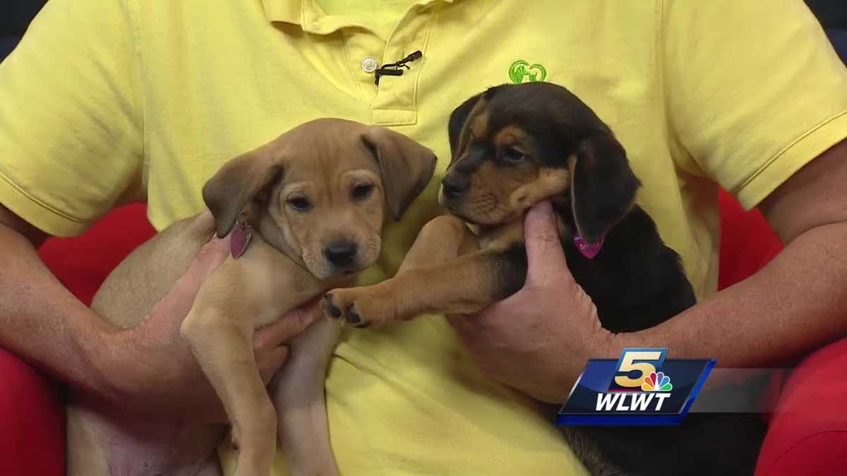 SAAP: 3 pups, 'rambunctious' kitten up for adoption