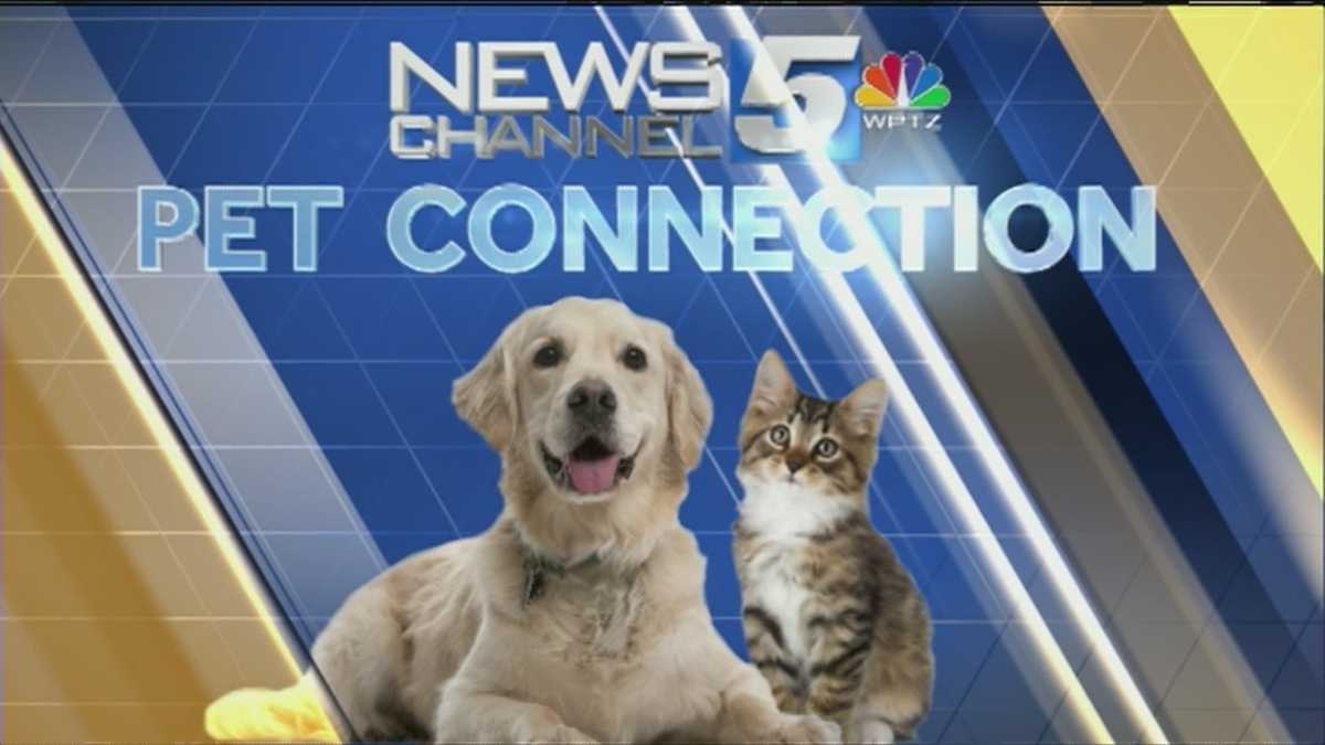 All sorts of furry friends looking to be adopted this week