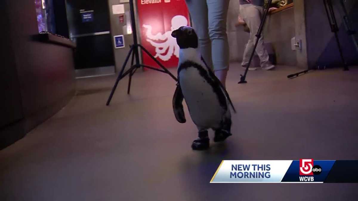 Elderly penguin gets special care at New England Aquarium