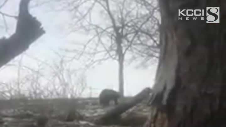 Video captures rare sighting of black bear in northeast Iowa
