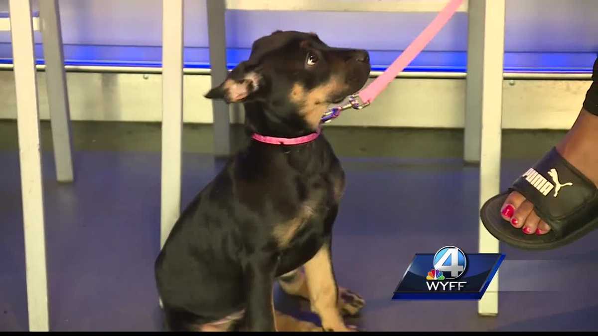 Aloft Hotel helps adopt more than 30 dogs to their forever home