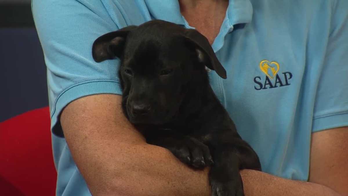 Animals up for adoption through SAAP