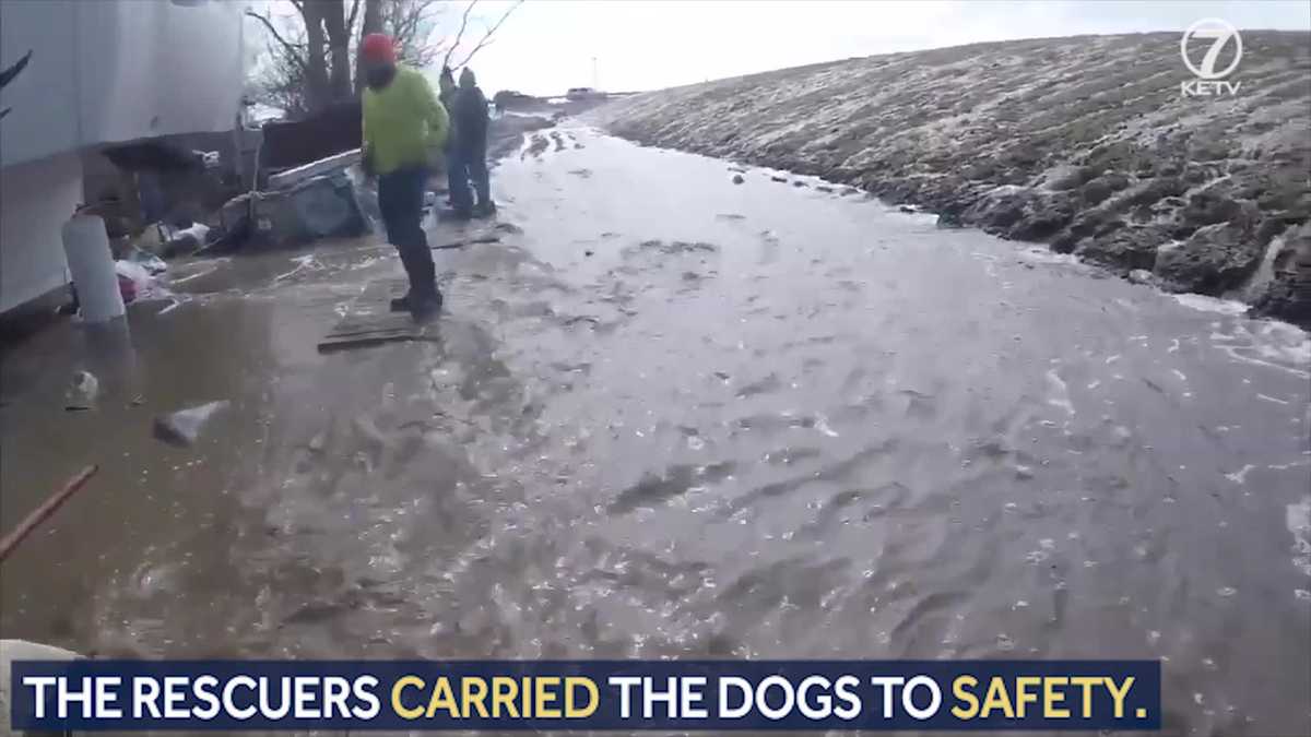 Animals rescued from Pacific Junction, IA