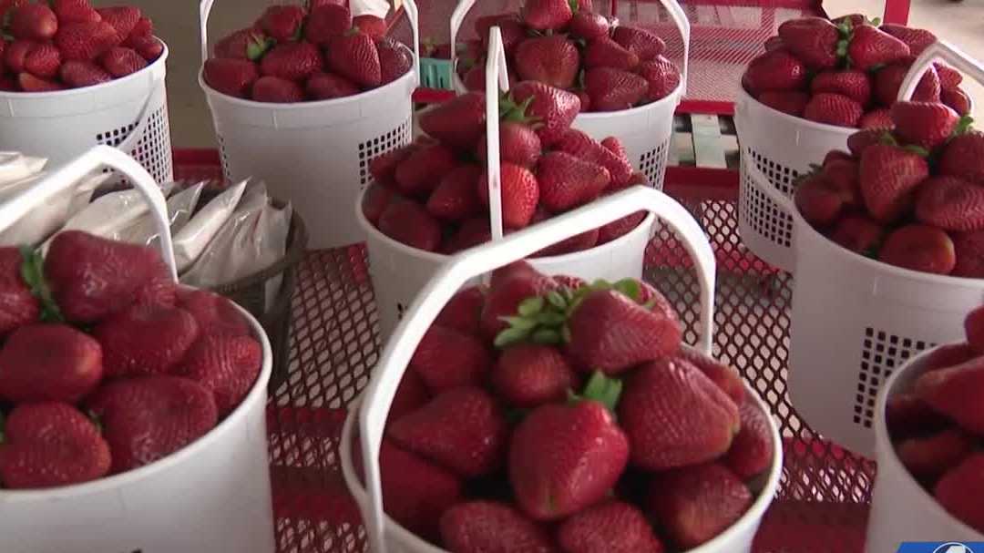 Strawberry Hill USA: Farming as a family for 80 years