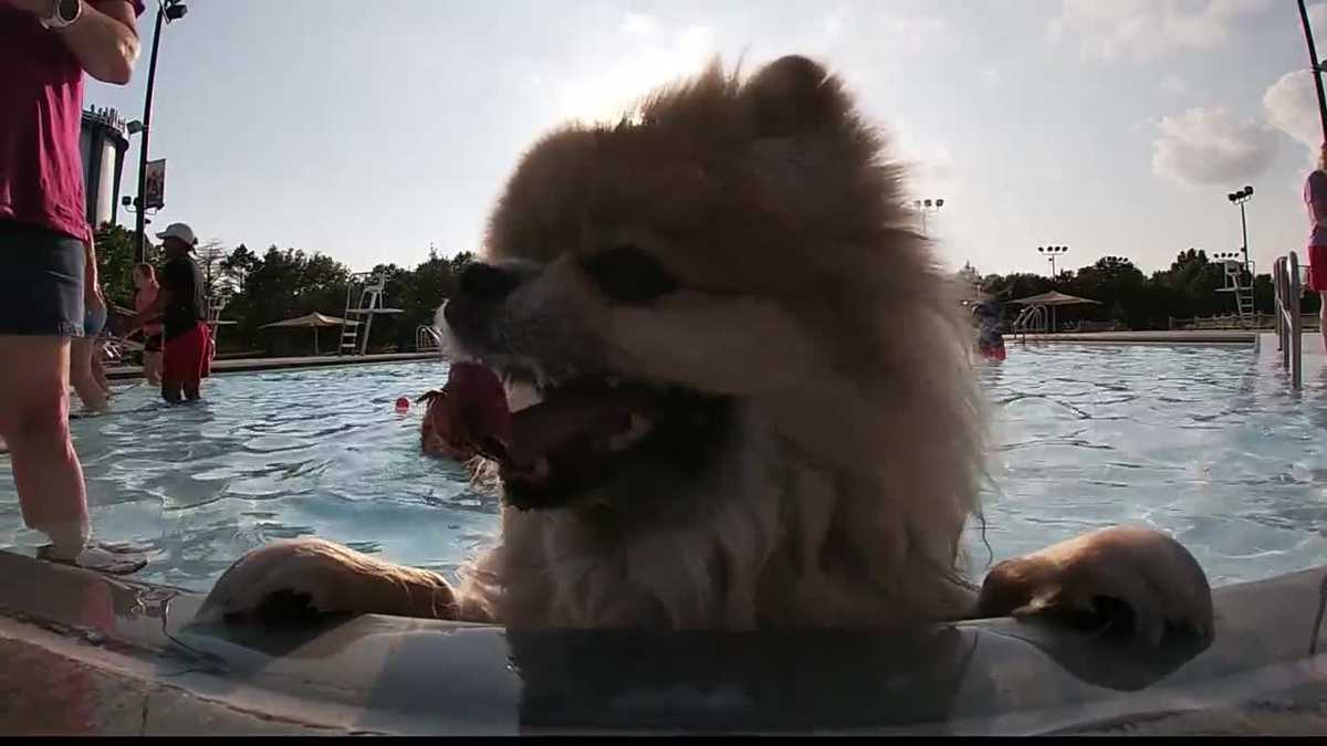 Dogs splash, chill at Olathe pool party