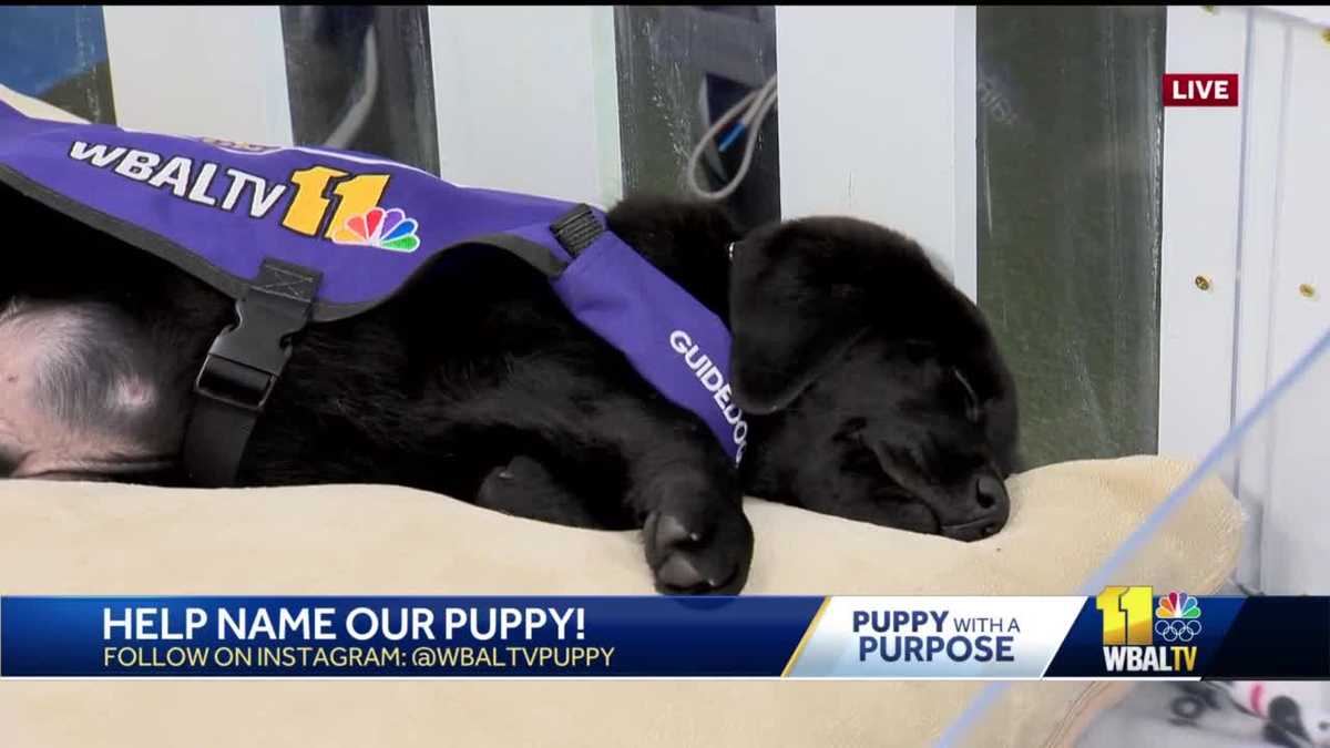 Our Puppy with a Purpose is a Guide Dog this year