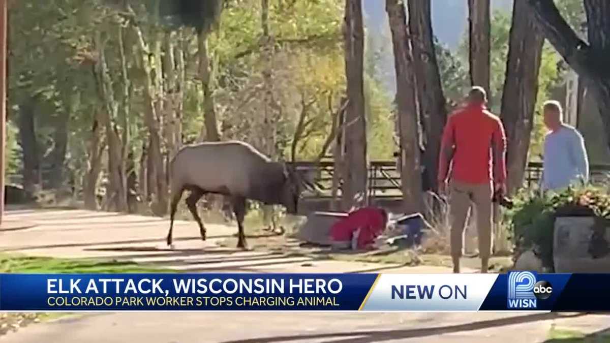 Wisconsin man stops elk attack